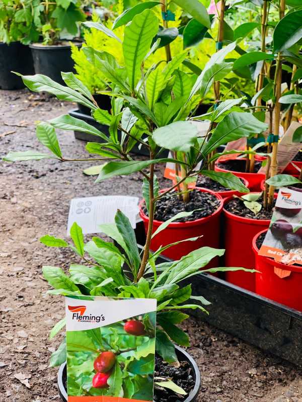 Synsepalum dulcitticum " Miracle Fruit " - Neth Green