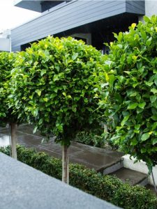 Ficus microcarpa ' Hilli Flash ' 2ft Standard Ficus - Neth Green