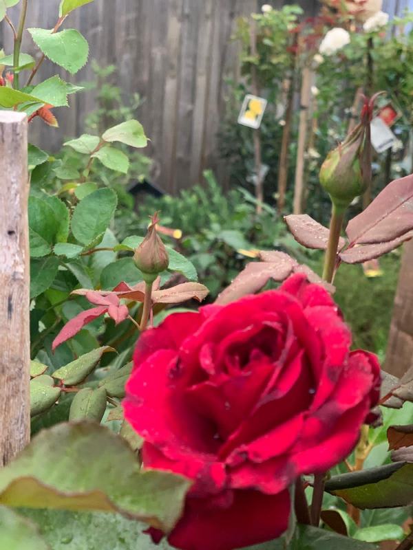 Standard roses - 2ft & 3ft - Neth Green