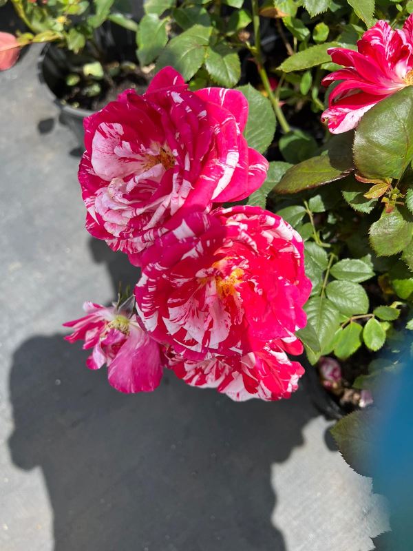 Standard roses - 2ft & 3ft - Neth Green