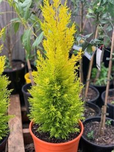 Cupressus macrocarpa Lemon Scented Conifer - Neth Green