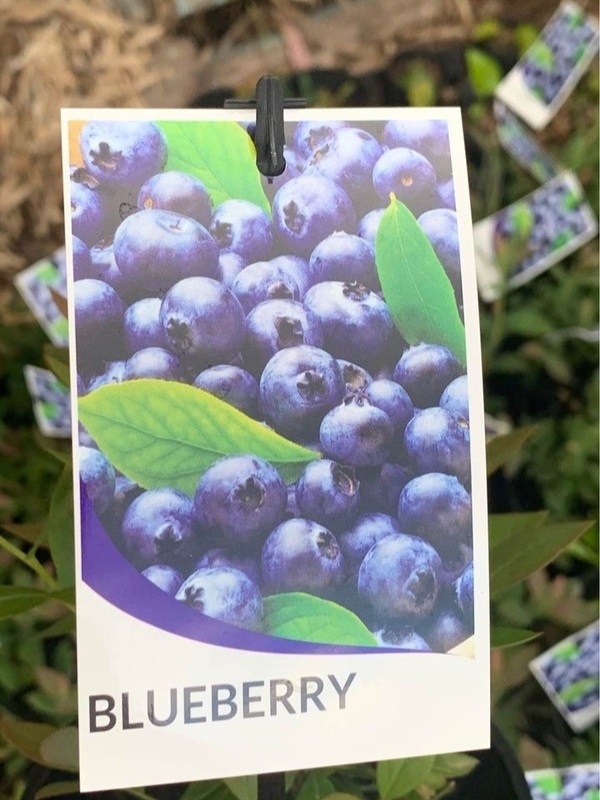 Blueberry ' Sunshine ' - Neth Green