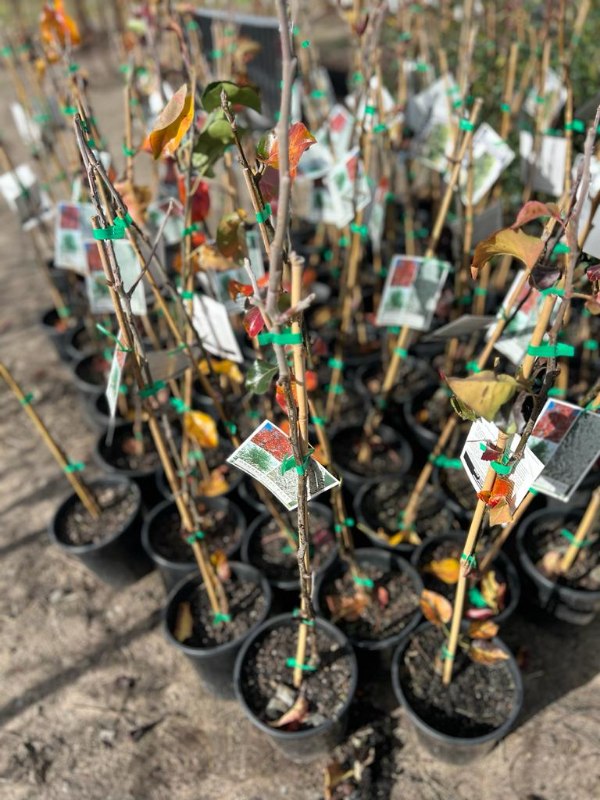 Pyrus calleryana ” Capital " Ornamental Pear - Neth Green