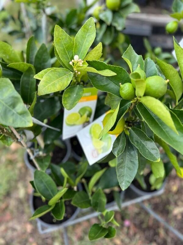Dwarf Lime ‘ Tahitian ‘ - Neth Green