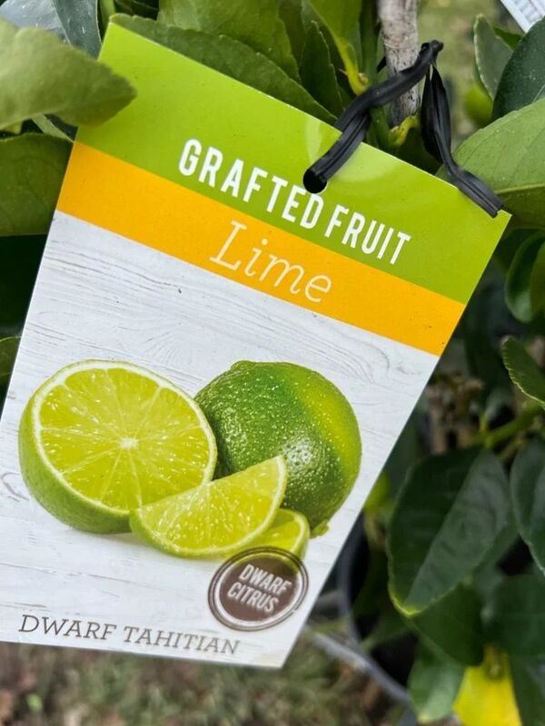 Dwarf Lime ‘ Tahitian ‘ - Neth Green