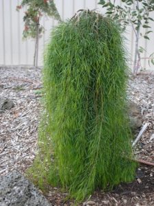 Acacia cognata ‘ Waterfall ‘ Advanced Standard Topiary - Neth Green