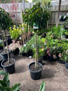 Prunus lusitanica ‘ Portuguese Laurel ‘ Advanced Standard Topiary ...