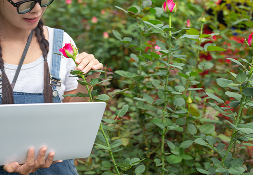 Top gardening services & plants nursery Melbourne | Neth Green