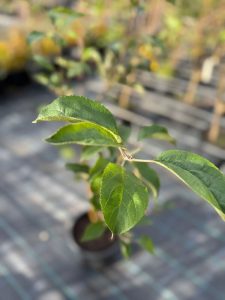 3 Way Apple 'Red Fuji, Pink Lady, Granny Smith' - Neth Green