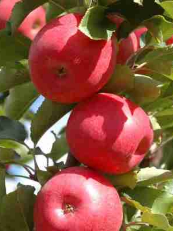Malus domestica 'Herald ‘ Columnar Apple - Neth Green