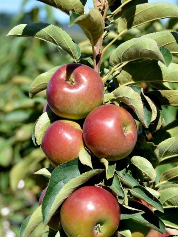 Malus domestica ‘Waltz’ Columnar Apple - Neth Green