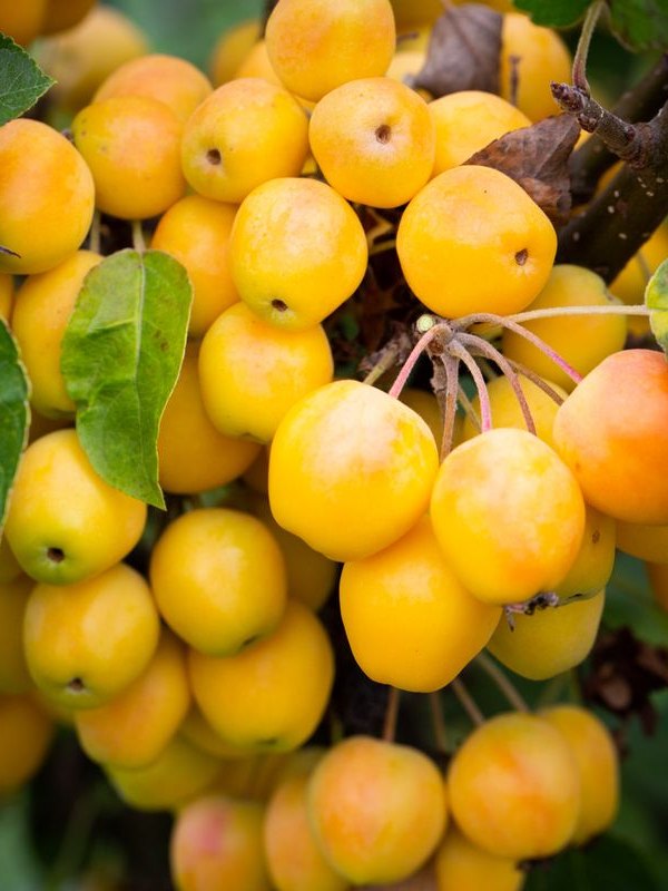 Malus ‘Golden Hornet’ Crab Apple - Neth Green